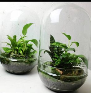 1st Lake | How To Make A Terrarium